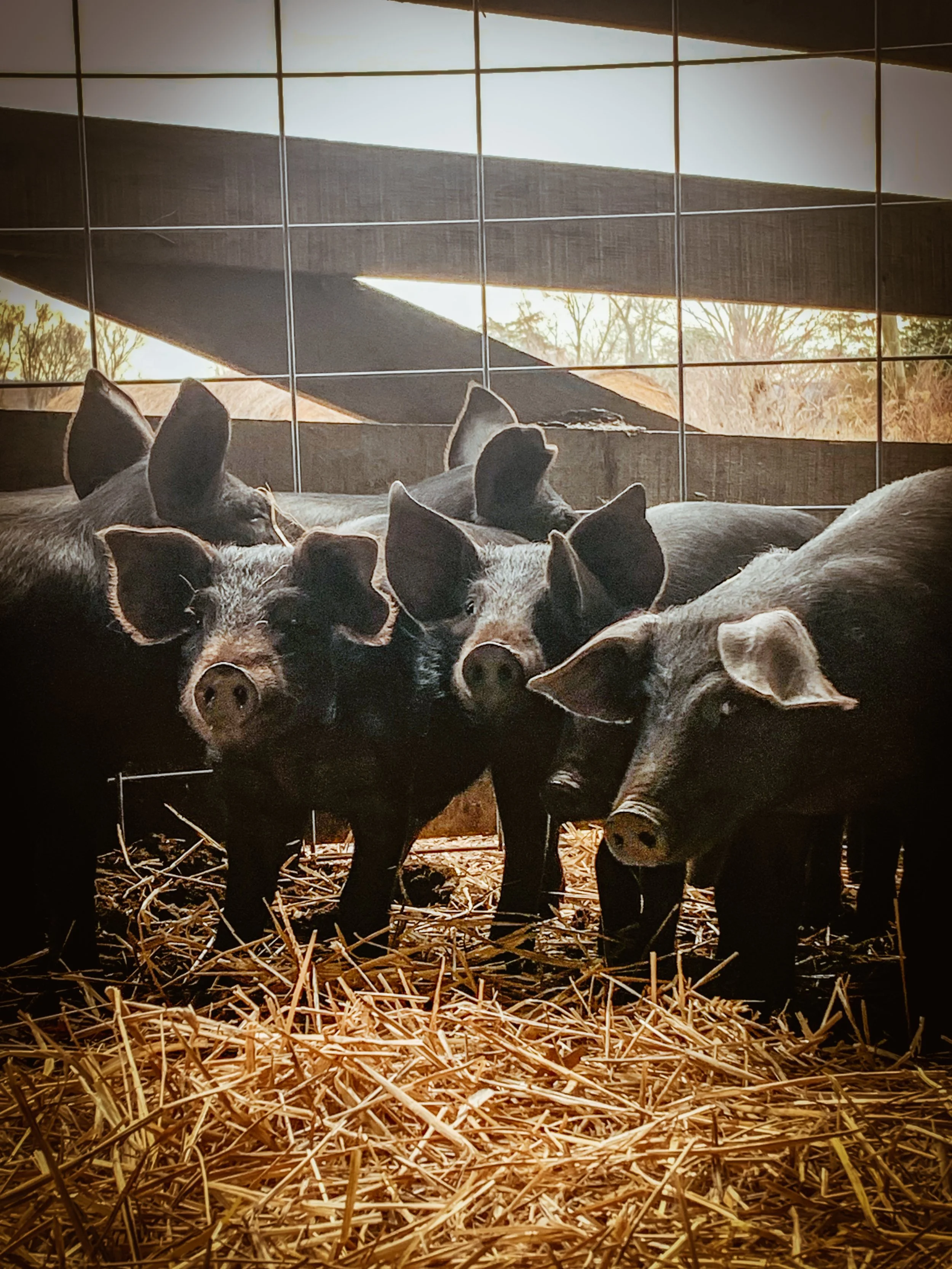 Grass-Fed Beef — Hollow Oak Farm