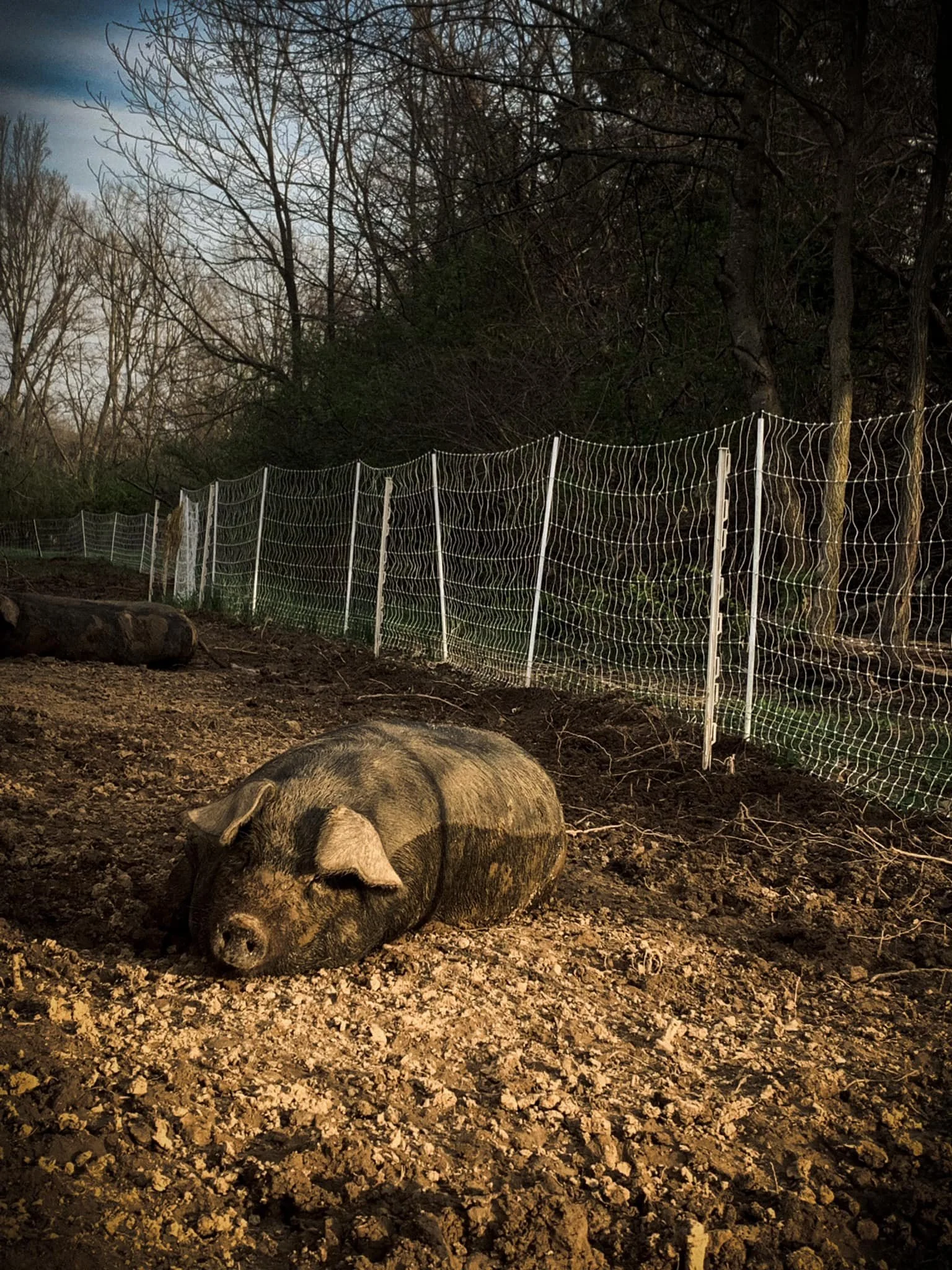 Grass-Fed Beef — Hollow Oak Farm