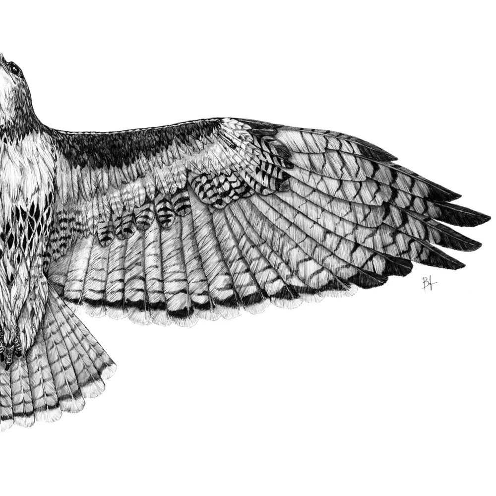 Red Tail Hawk Drawings