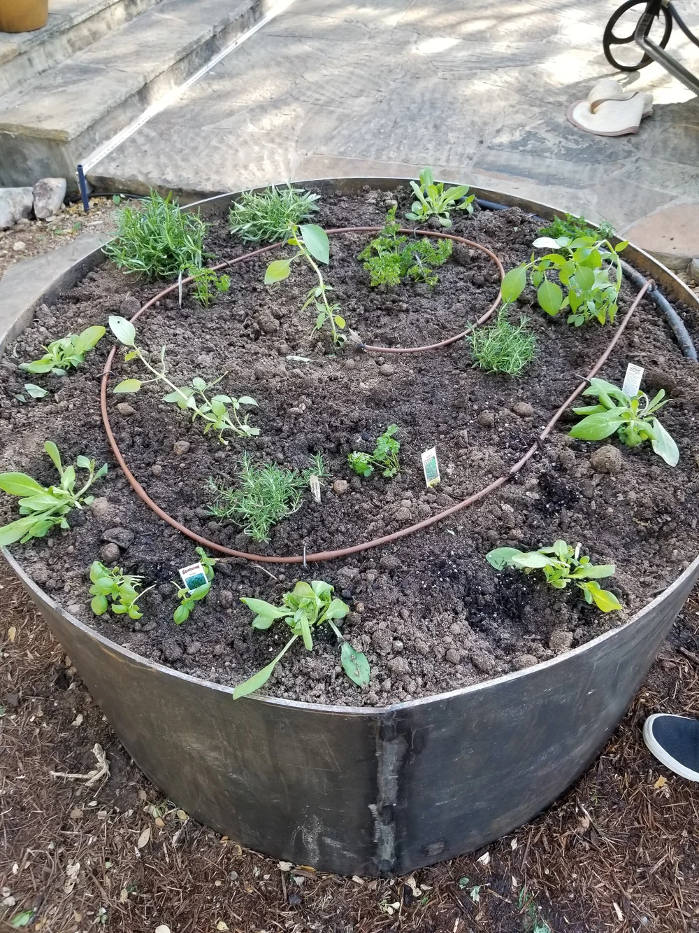 Curved metal garden in Austin, Texas — Texas Raised Gardens
