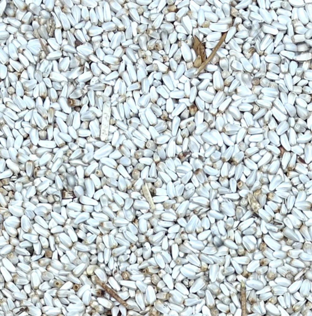 Pigeon Mix — Royal Bird