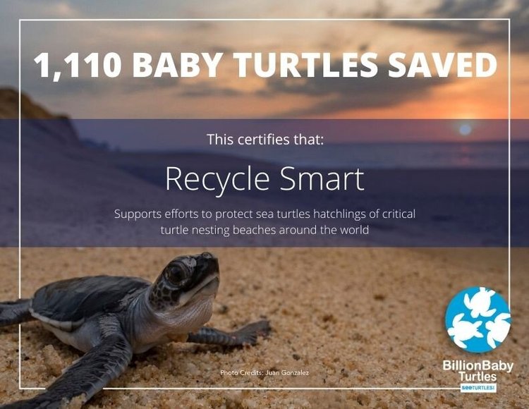 How we’re saving the turtles this World Turtle Day — RecycleSmart