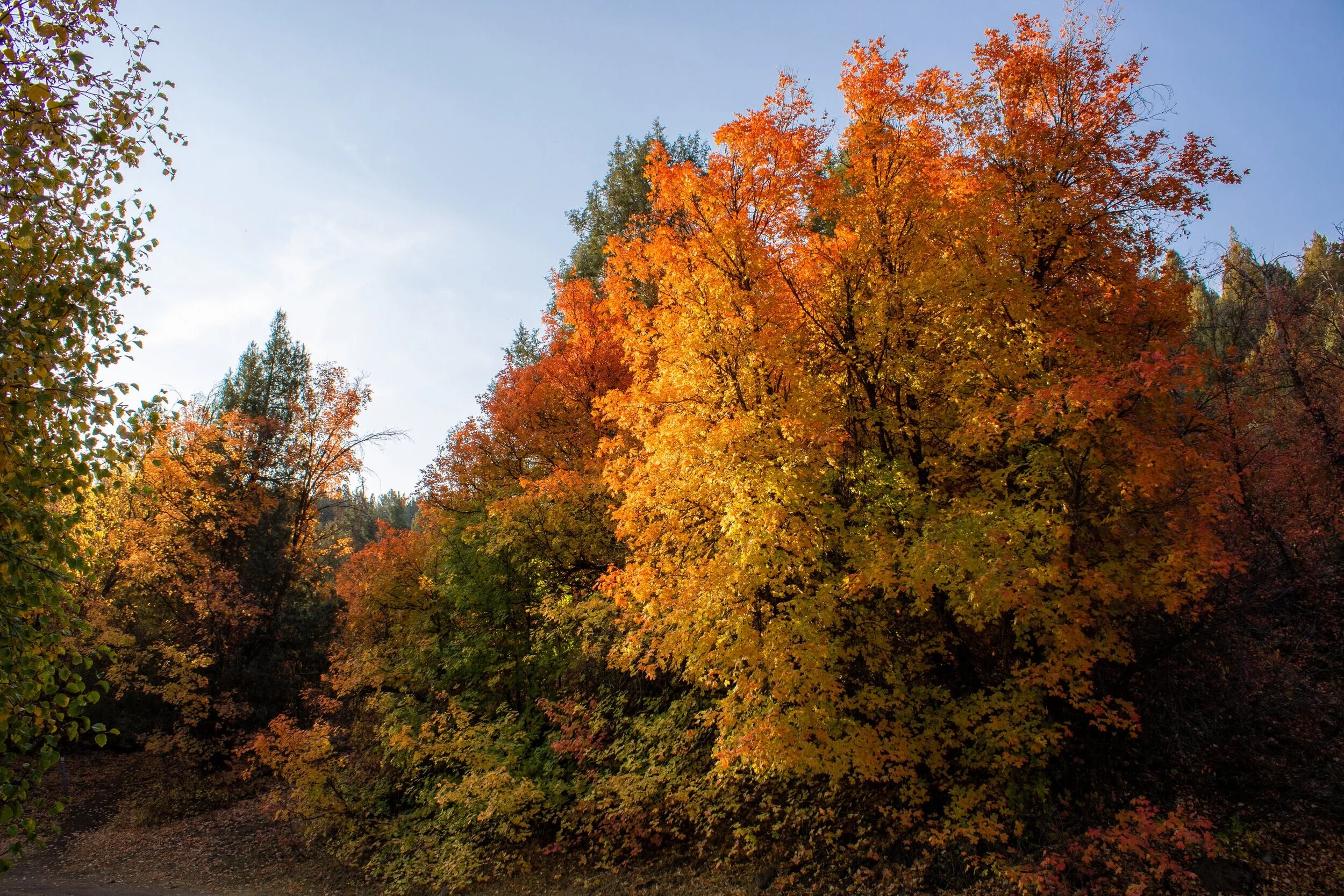 Treehouse Resort Rentals — Tree House Ridge, LLC | Treehouse Resort ...