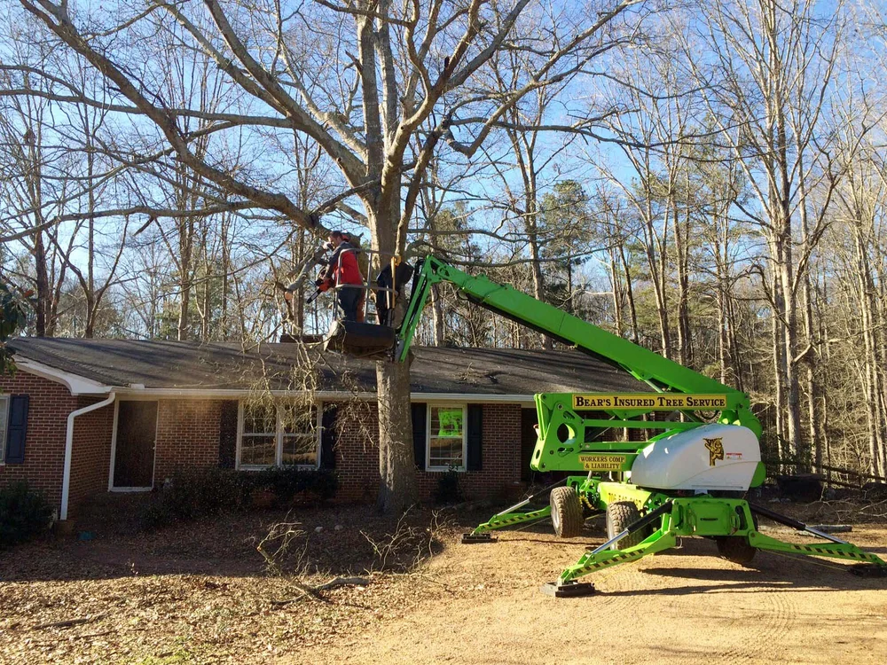 Services — Bear's Insured Tree Service
