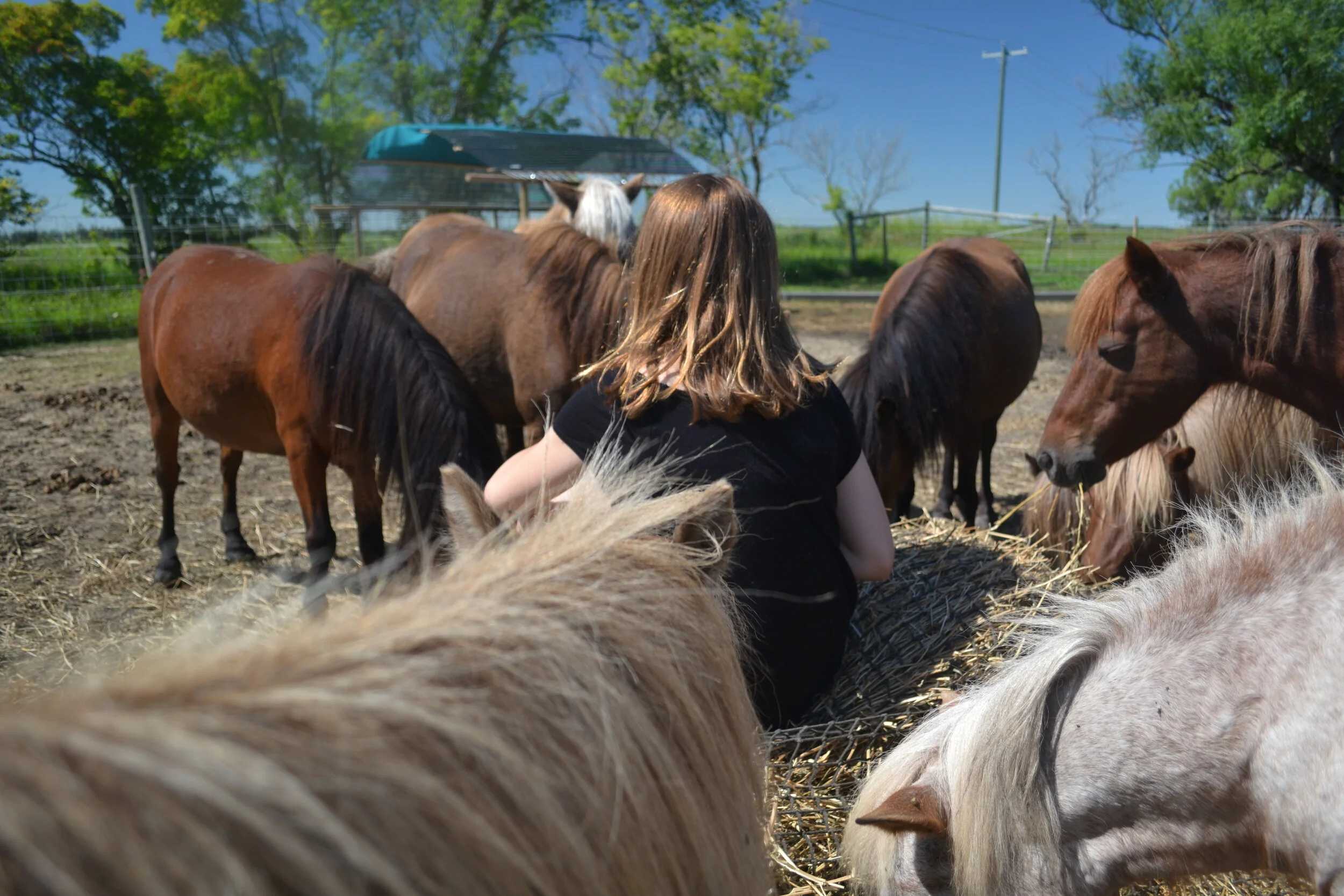 Youth Equine Programs | Kids and Horses | Symatree Farm Ltd.