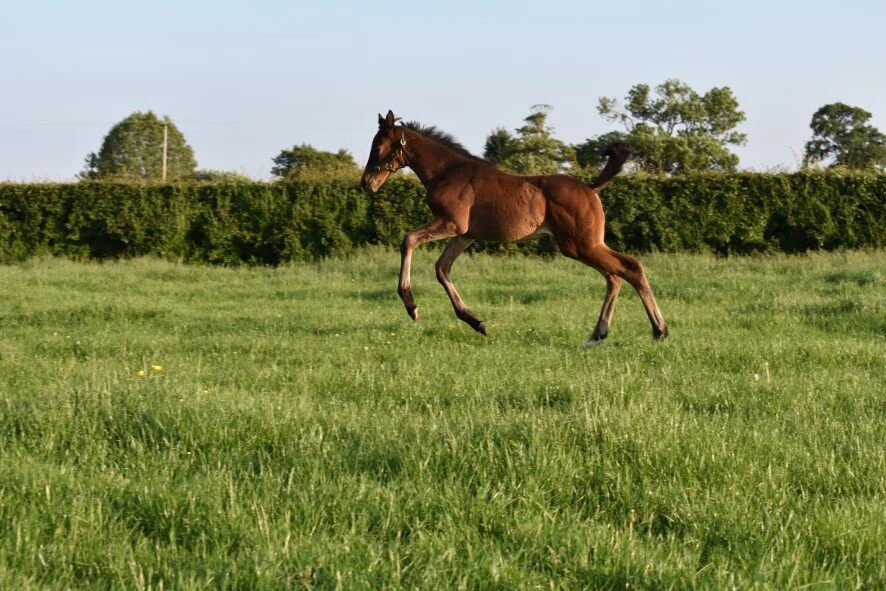 About Us — Shade Oak Stud