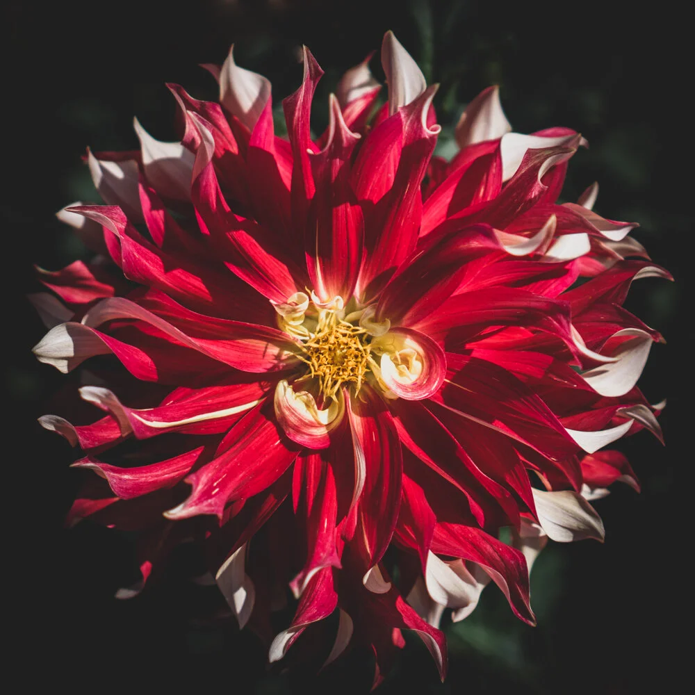Pacific Northwest — Matt Tuohy Photography