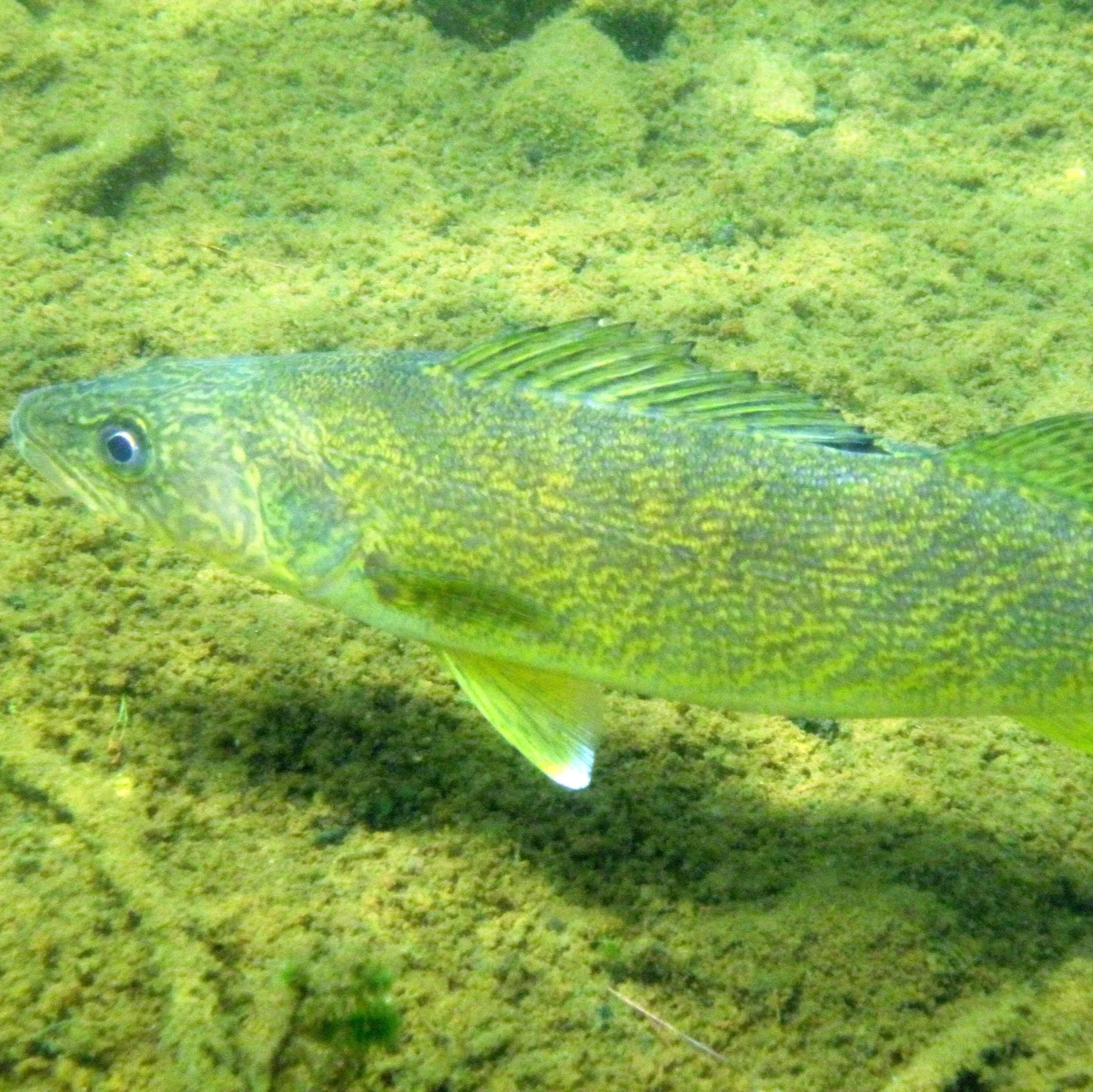 Home — Fisheries Systems Ecology