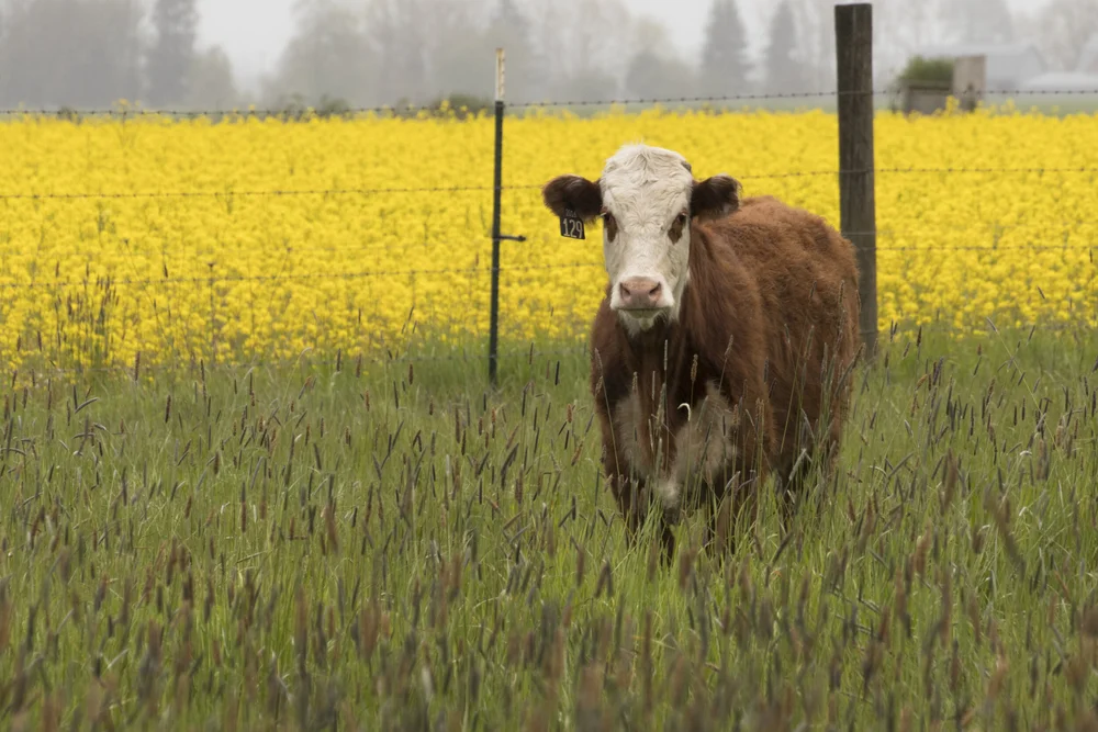 Oregon Mutual Insurance