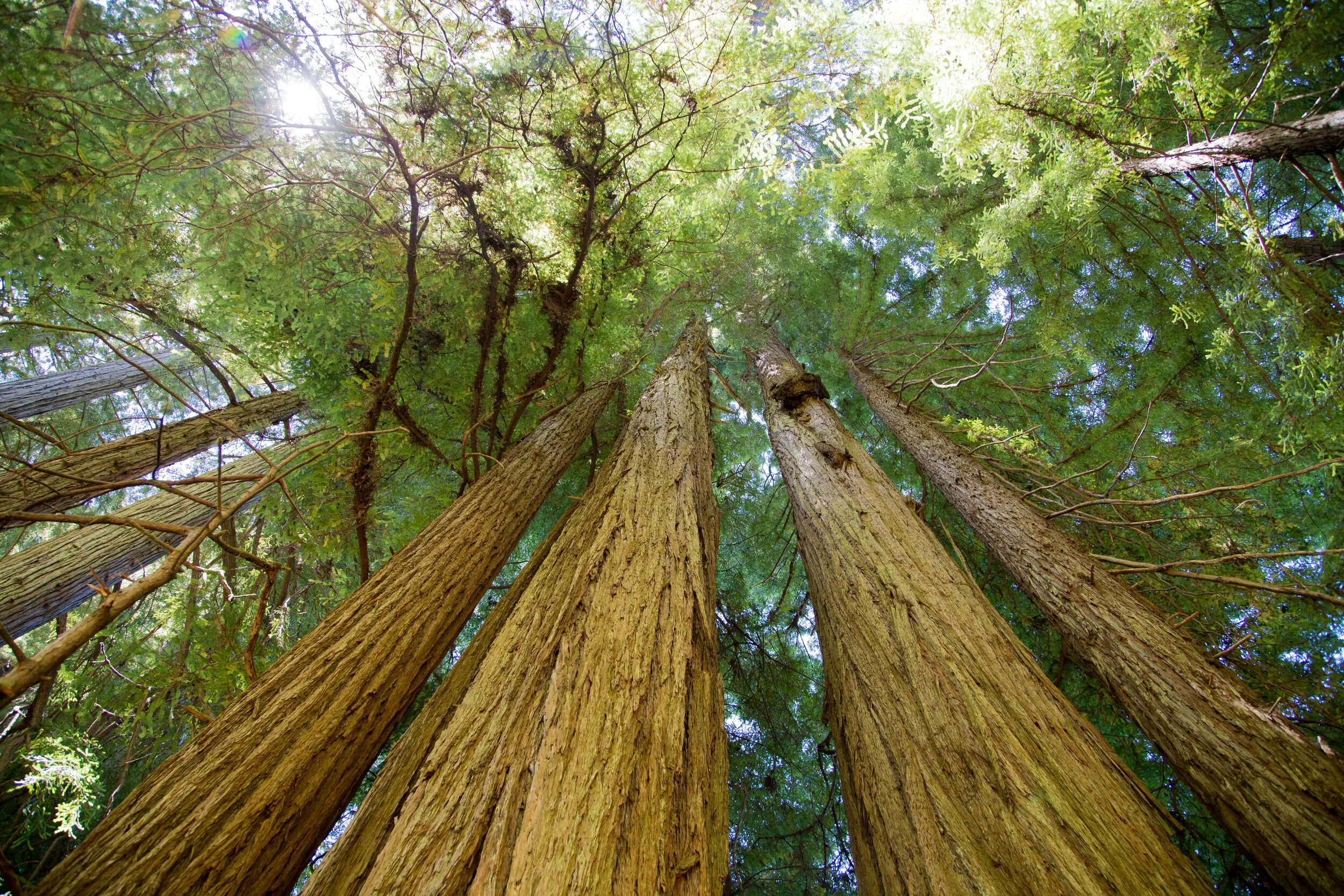 Oregon Mutual Insurance