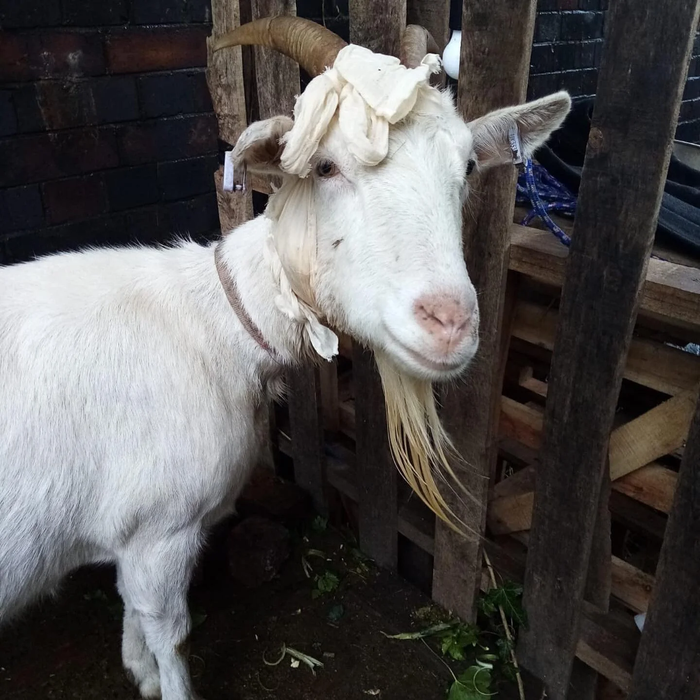 Street Goat