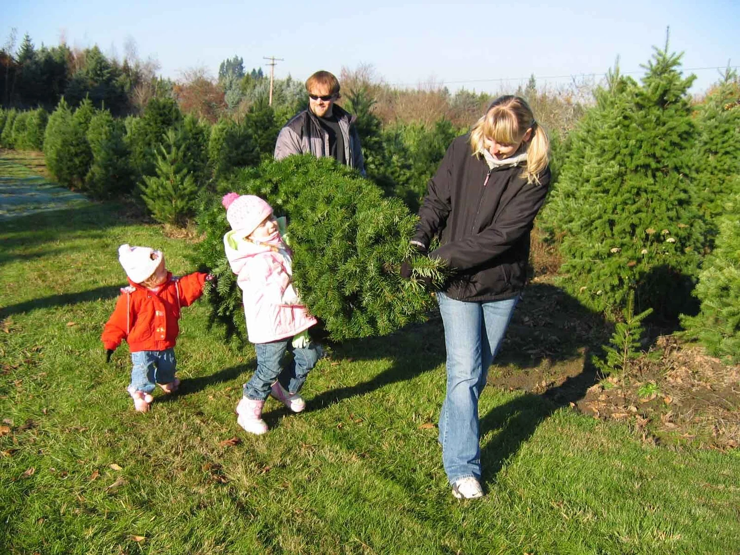 Beaverton Holiday Ucut