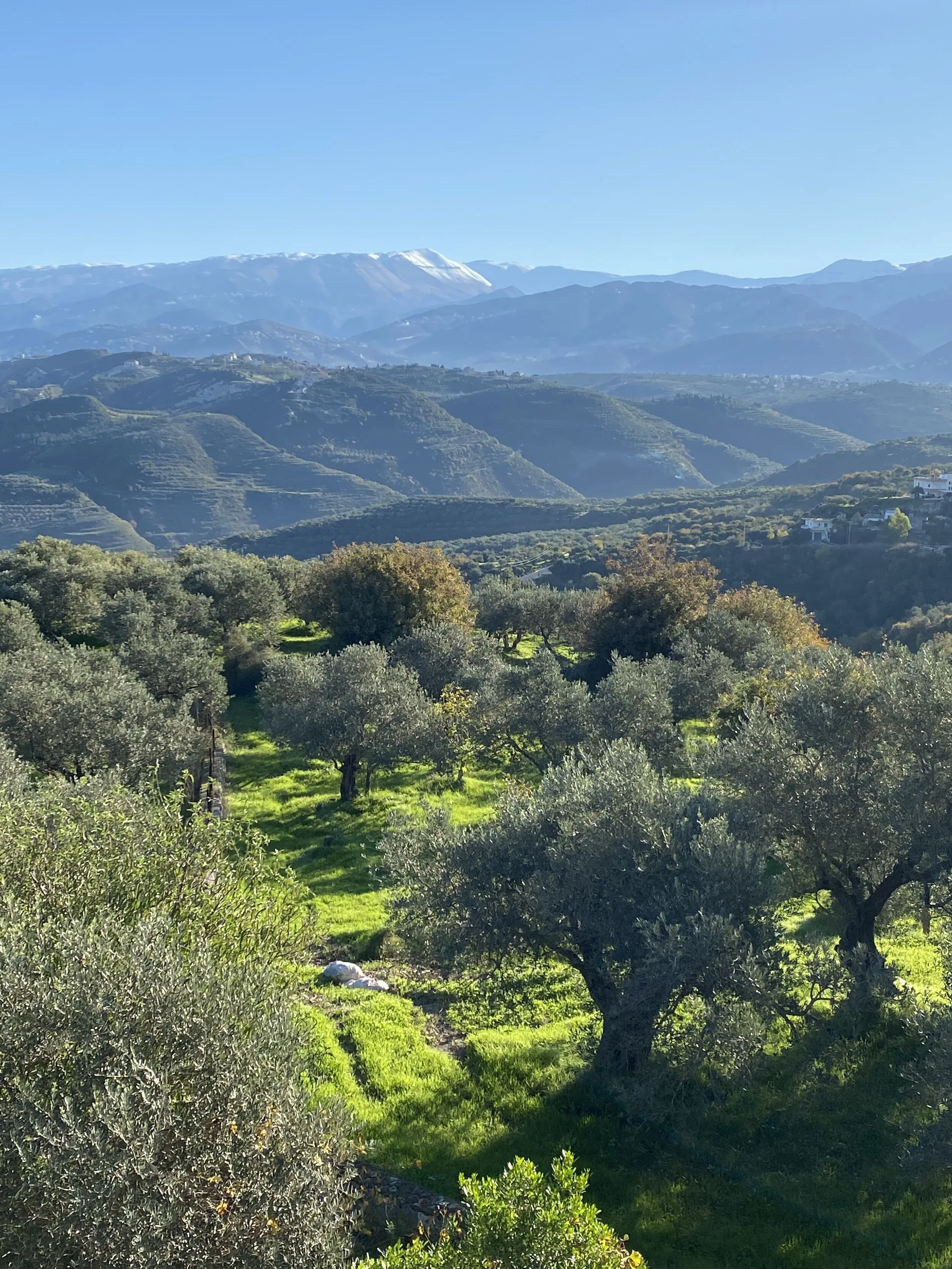 History of Olive Oil in Lebanon — The BAAL Project