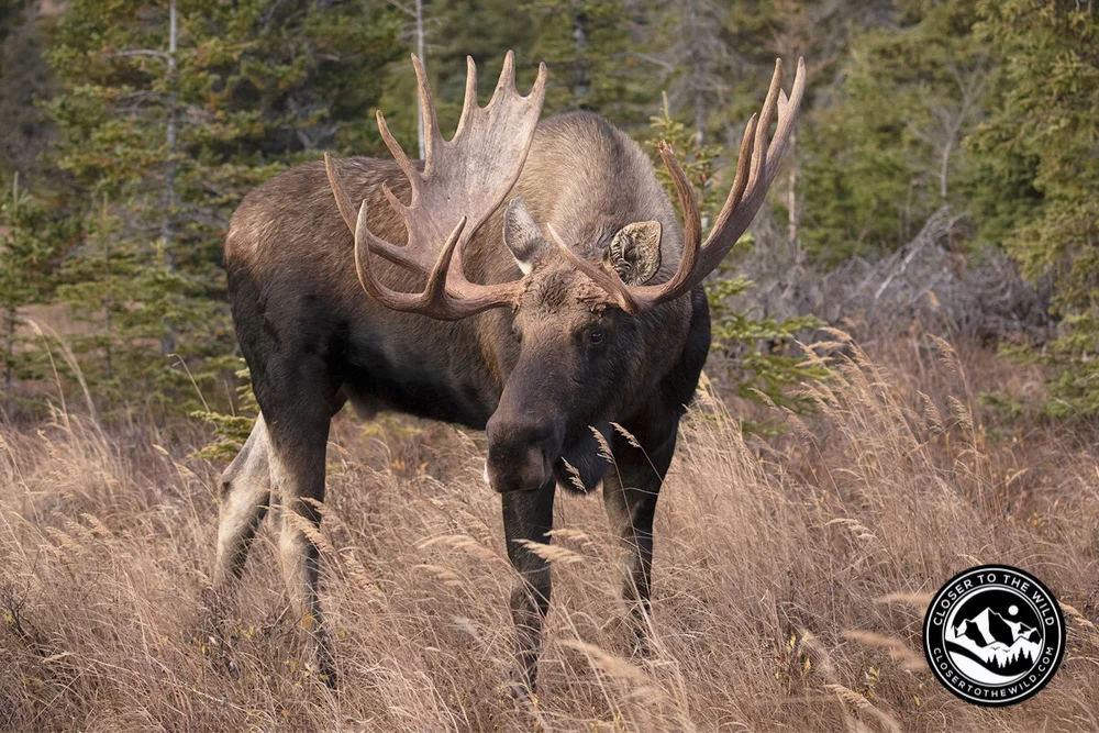 Giant Bull Moose