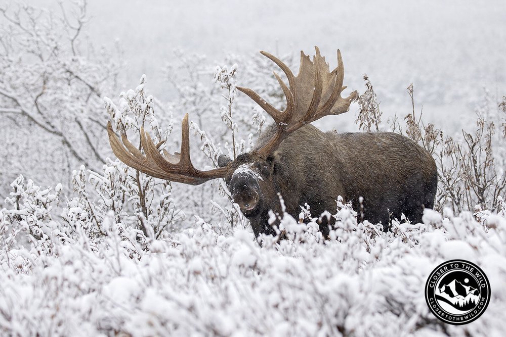 Bull Moose In Snow