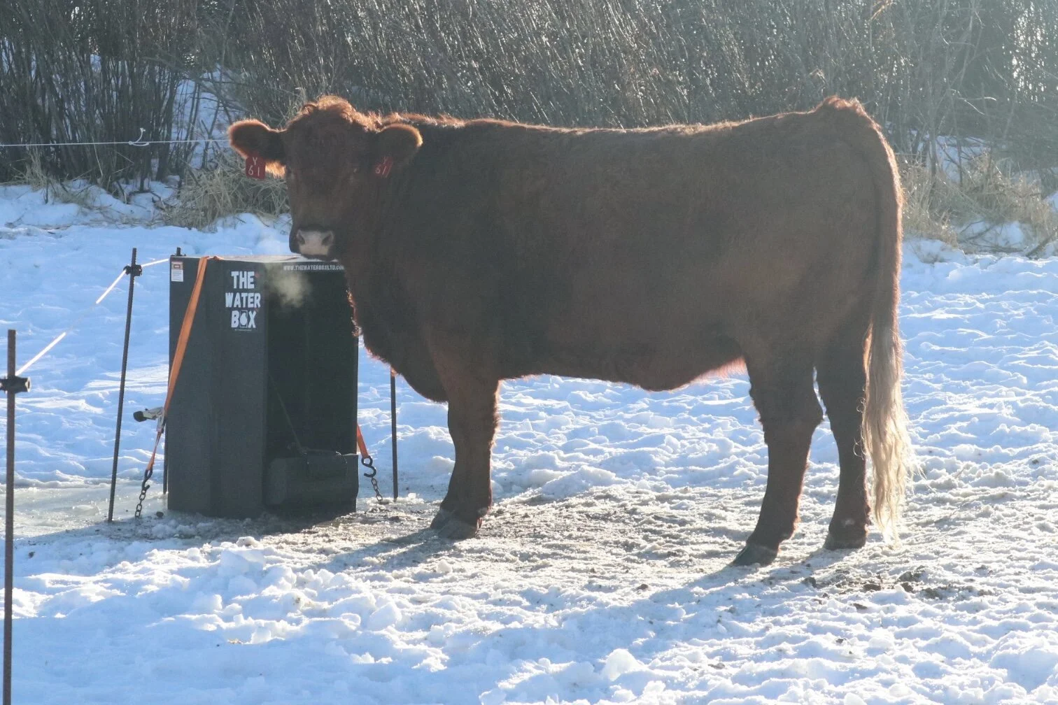 The Water Box™ - Cow Powered