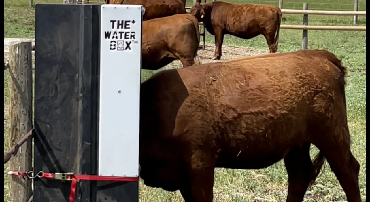 The Water Box™ - Cow Powered