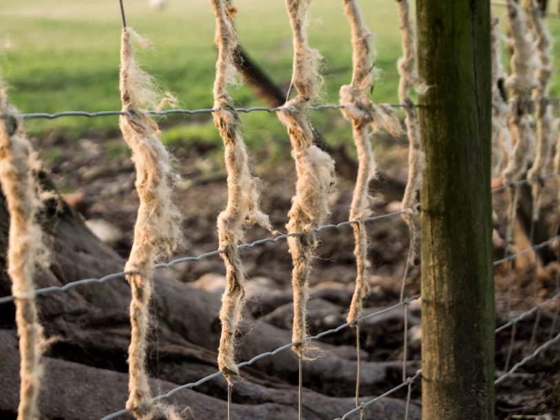 FAH Itchy Sheep Goats Alpacas — Rangiora Vet Centre