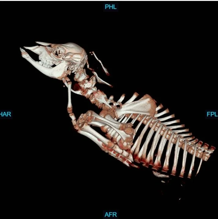 The weird and wonderful: A case of a calf born with extra legs ...
