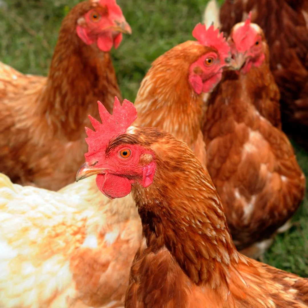 What you need to know for keeping laying poultry — Rangiora Vet Centre
