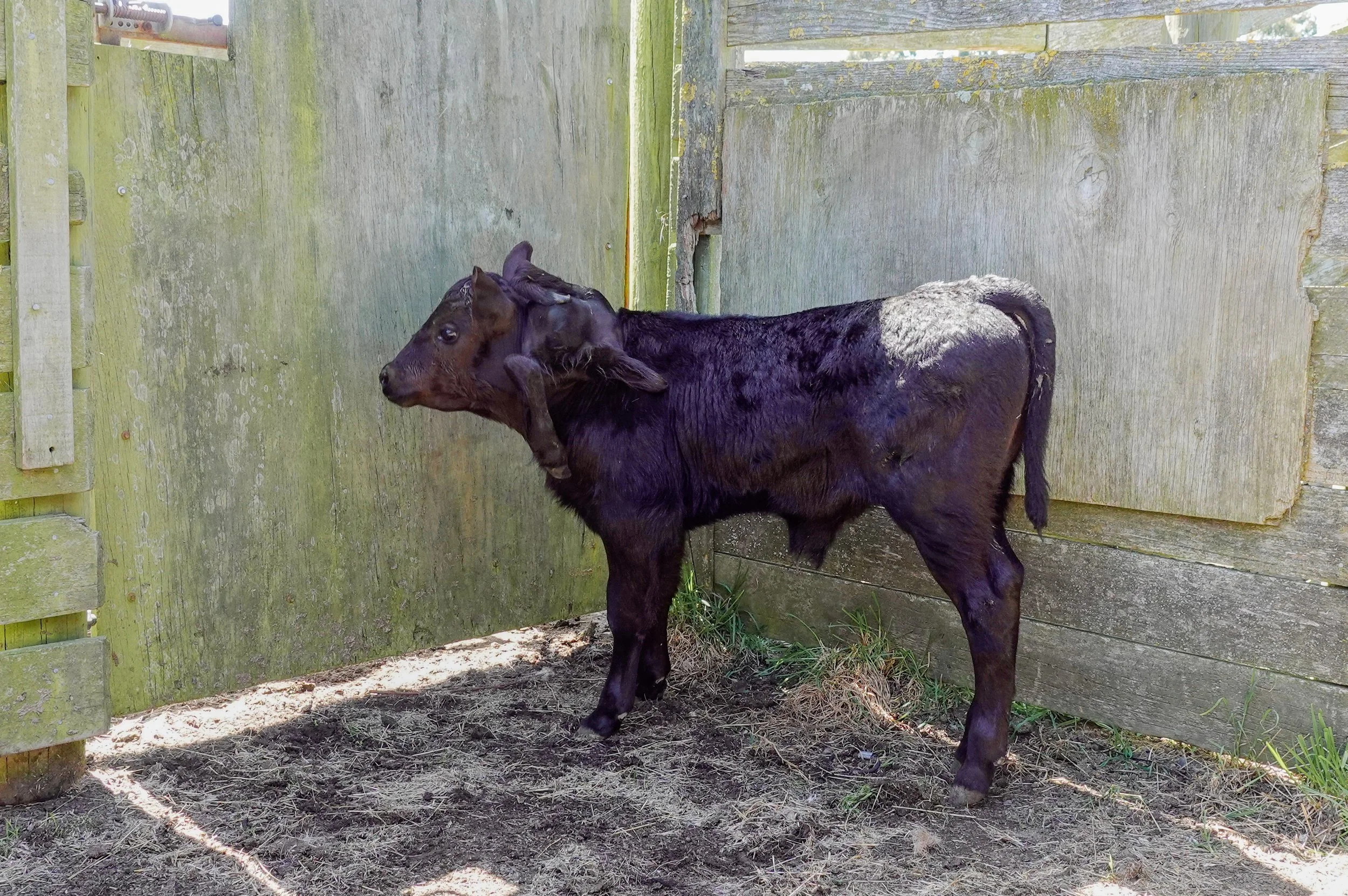 The weird and wonderful: A case of a calf born with extra legs ...