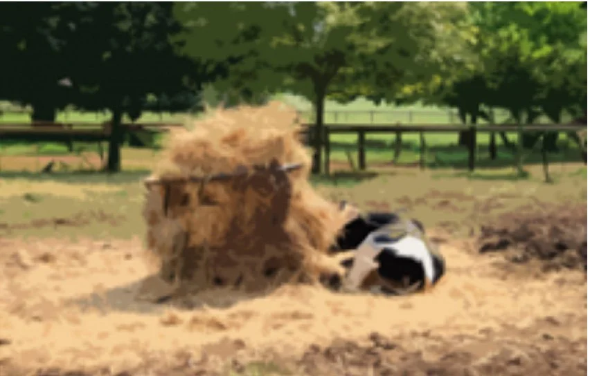 Feeding regime tips for Drying Off — Rangiora Vet Centre