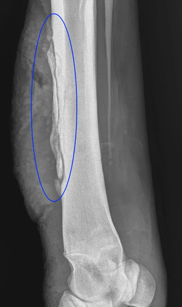 Equine Surgery — Rangiora Vet Centre