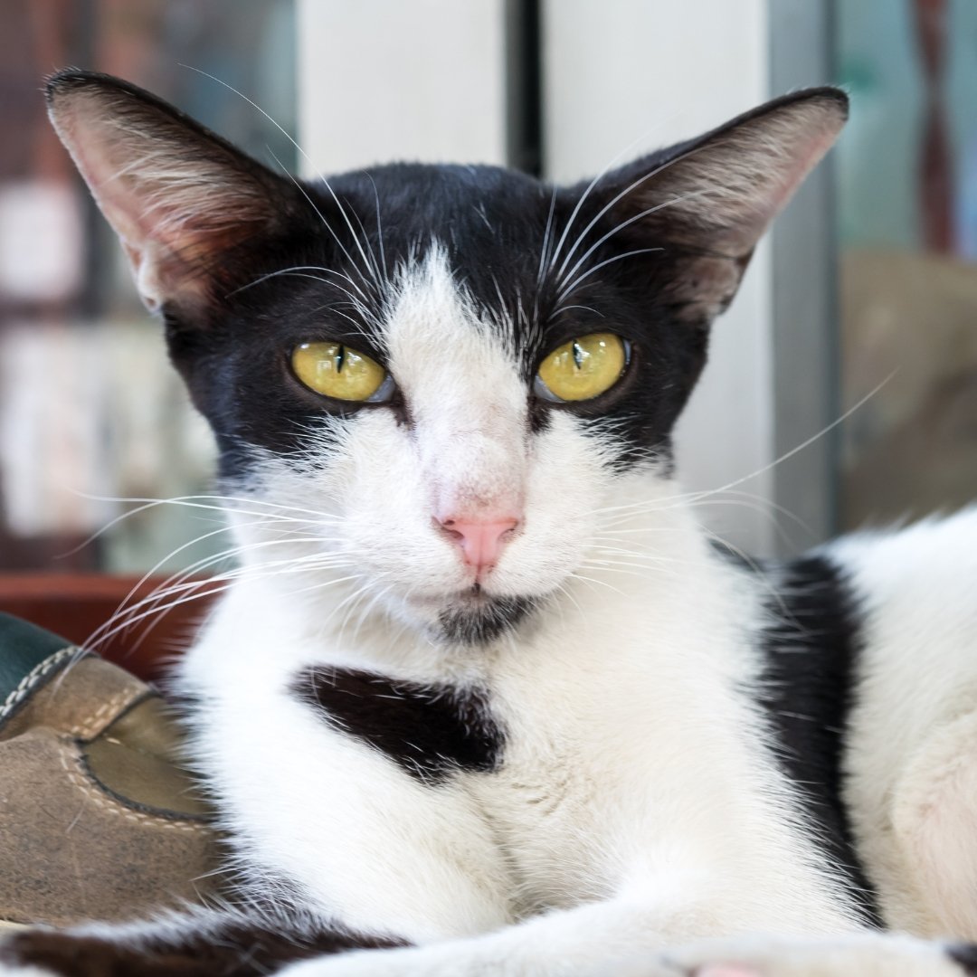 Feline Hyperthyroidism — Rangiora Vet Centre