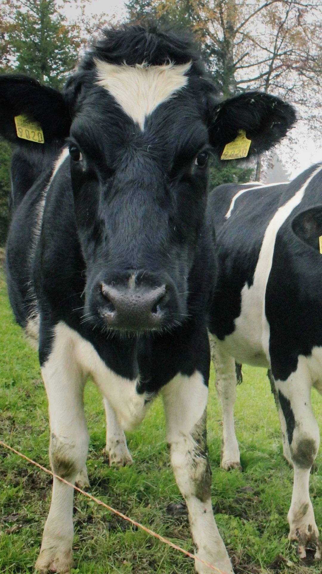 Keeping an eye on the future - Managing your heifers — Rangiora Vet Centre