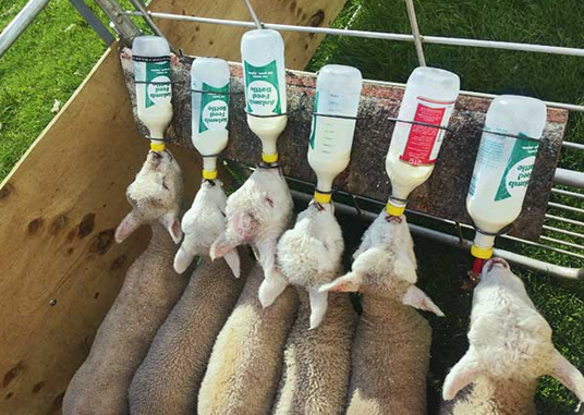 Abomasal Bloat in Lambs & Kids — Rangiora Vet Centre