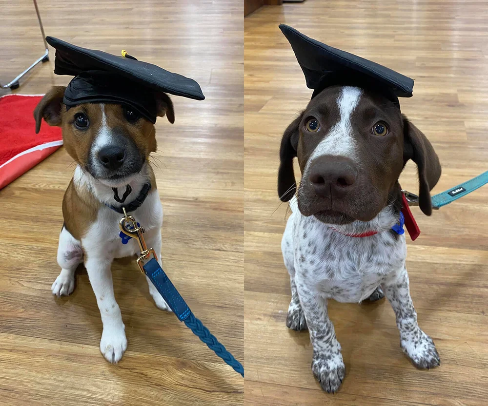 Puppy Pre-School — Rangiora Vet Centre