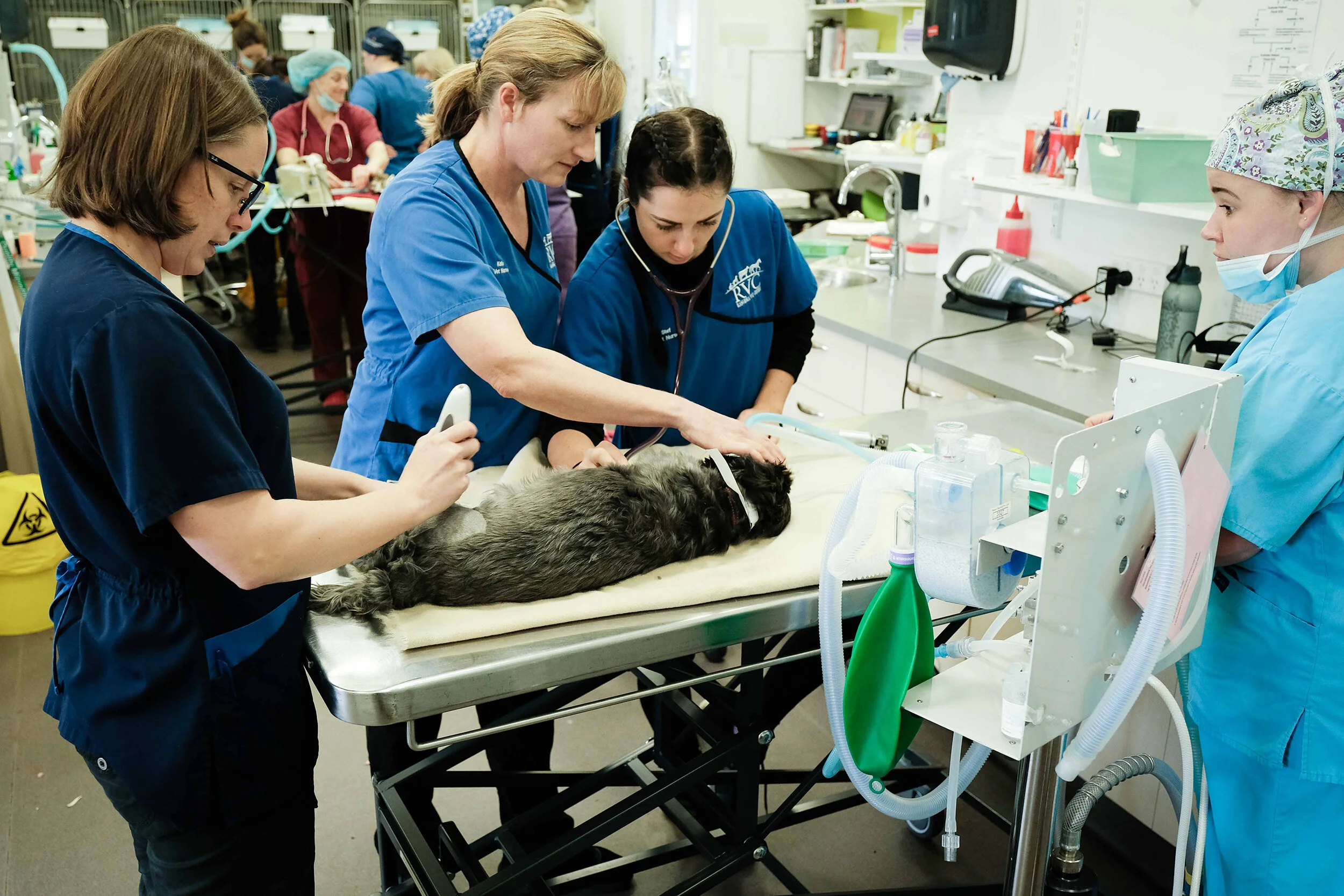 Small Animal Team — Rangiora Vet Centre