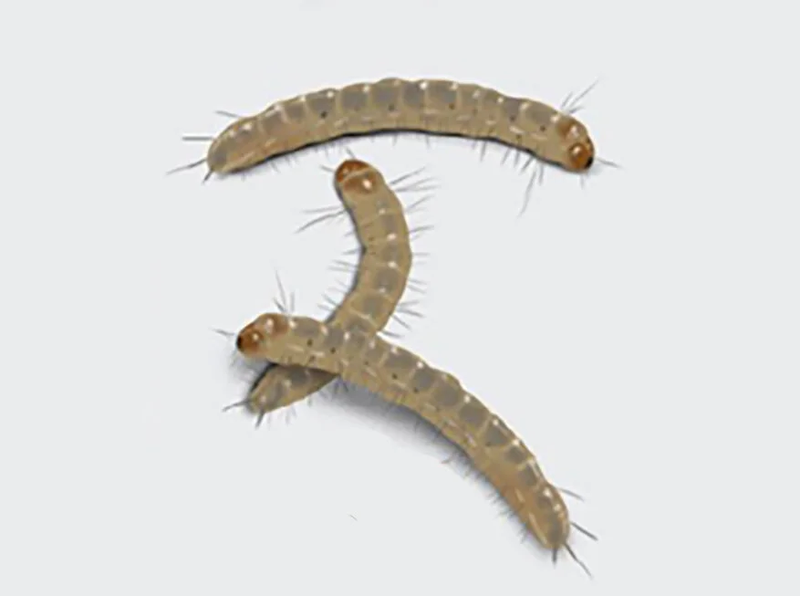 FAQ How did my pet get fleas — Rangiora Vet Centre