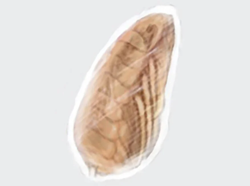 FAQ How did my pet get fleas — Rangiora Vet Centre