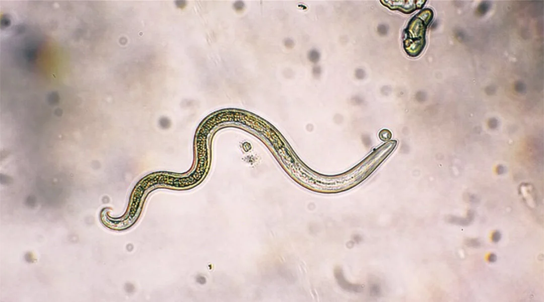 Farm Animal Health — Rangiora Vet Centre