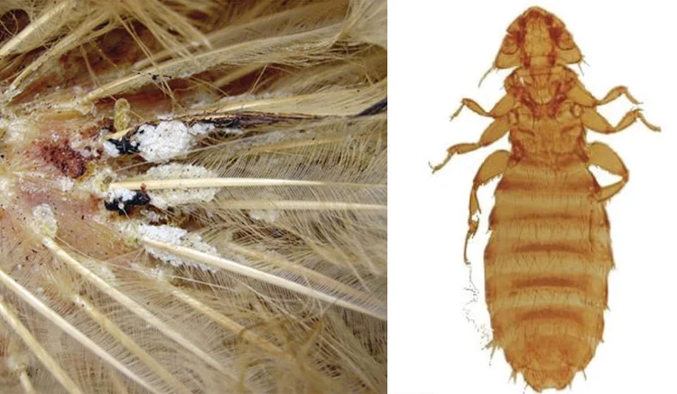 Poultry Lice — Rangiora Vet Centre