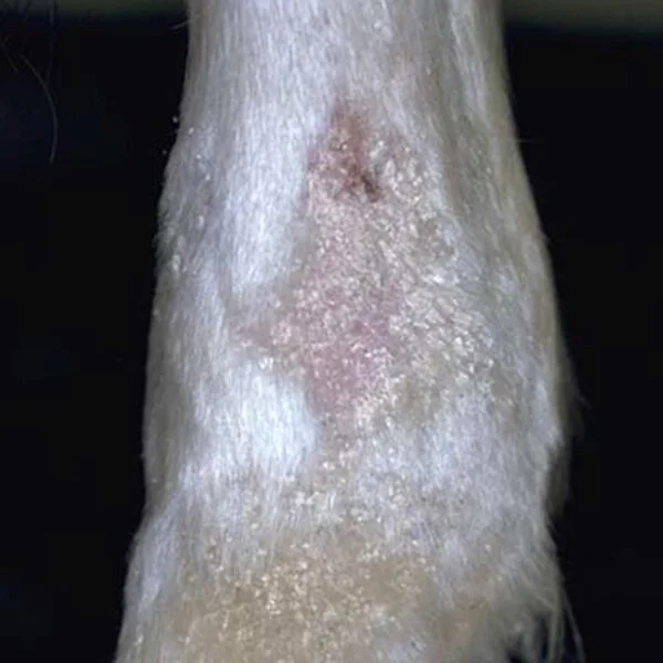 ES - Skin — Rangiora Vet Centre