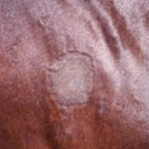 ES - Skin — Rangiora Vet Centre