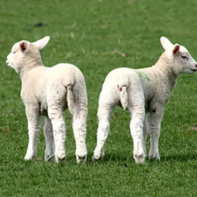 Basic Lambing and Rearing Guide — Rangiora Vet Centre