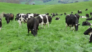 USE OF INTRAMAMMARY PENICILLIN TO TREAT MASTITIS — Rangiora Vet Centre