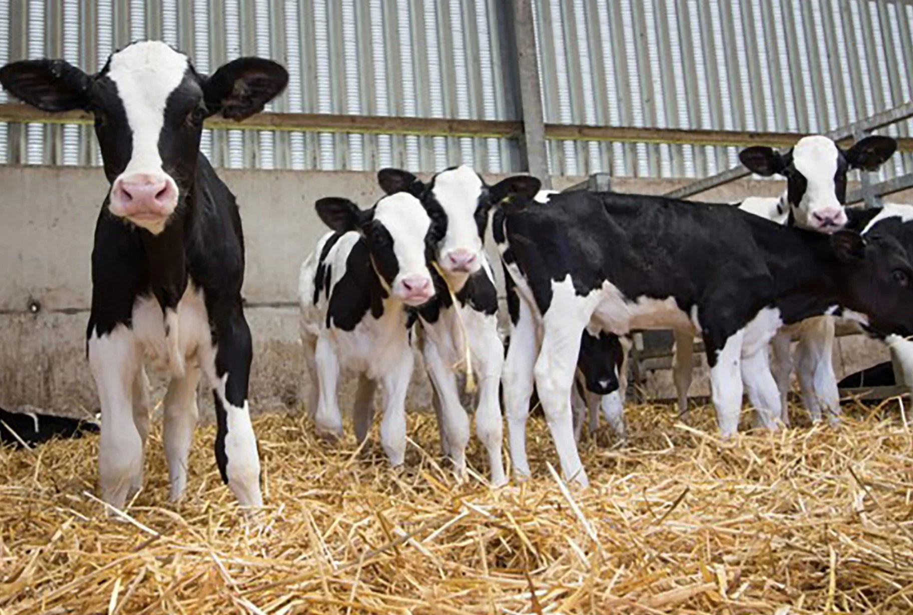Calf Weaning — Rangiora Vet Centre