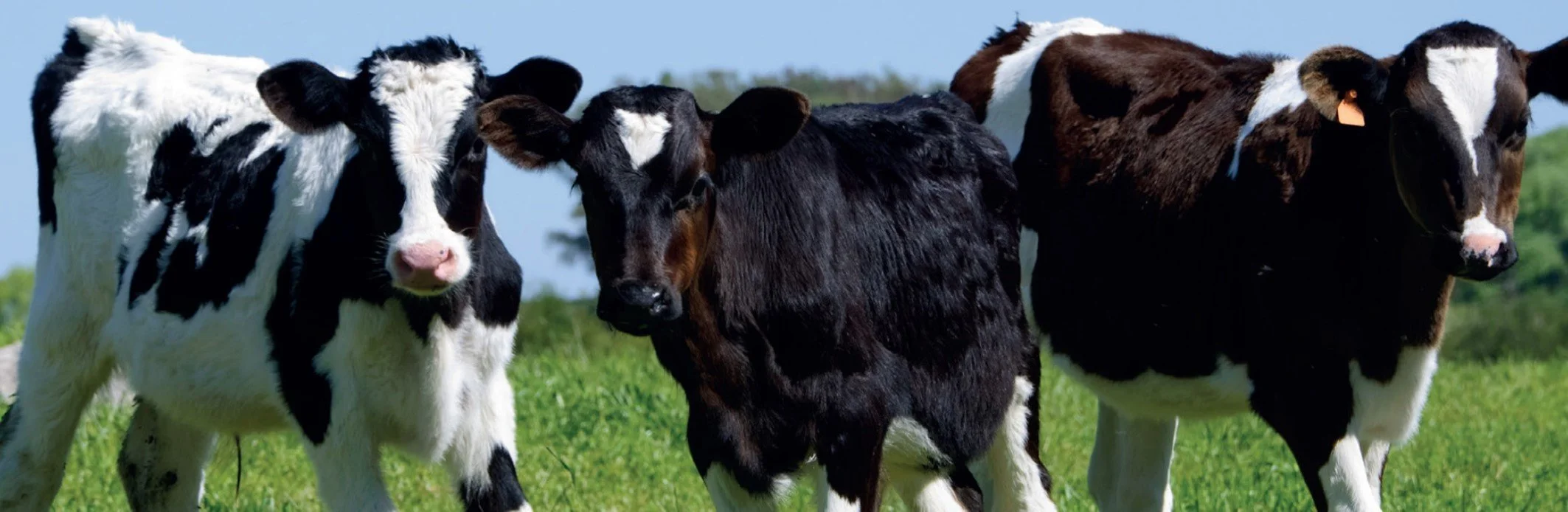 Calf Scours - Stopping an outbreak — Rangiora Vet Centre