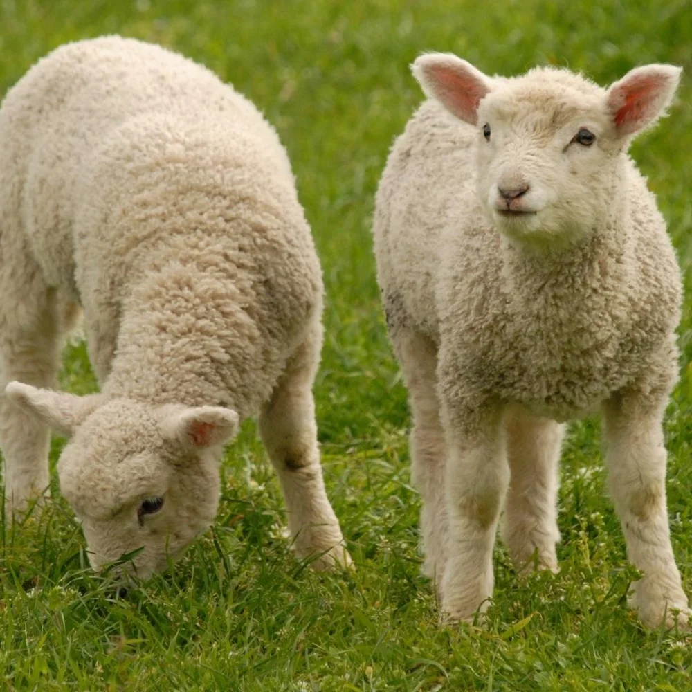Farm Animal Health: Sheep & Lamb — Rangiora Vet Centre