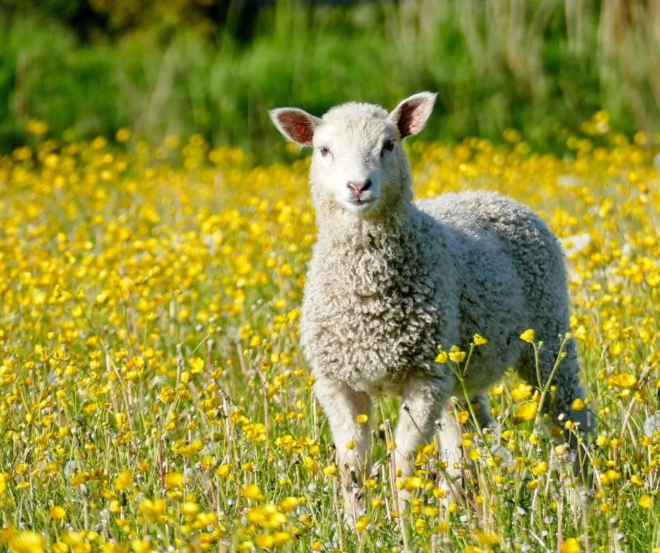 Farm Animal Health: Sheep & Lamb — Rangiora Vet Centre