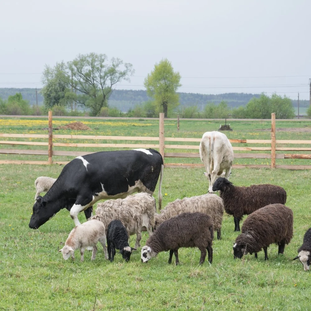 How many animals can I graze on my property? — Rangiora Vet Centre