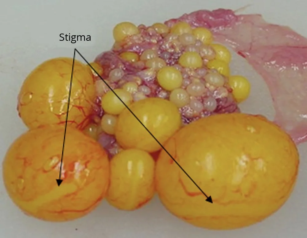 Chicken Reproductive System — Rangiora Vet Centre