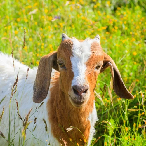 FAH Goat Drenching — Rangiora Vet Centre