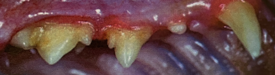 Dental: cat dental homecare — Rangiora Vet Centre