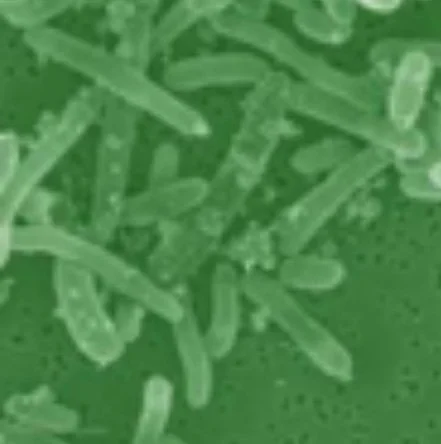 Gram Negative / Coliform Mastitis — Rangiora Vet Centre