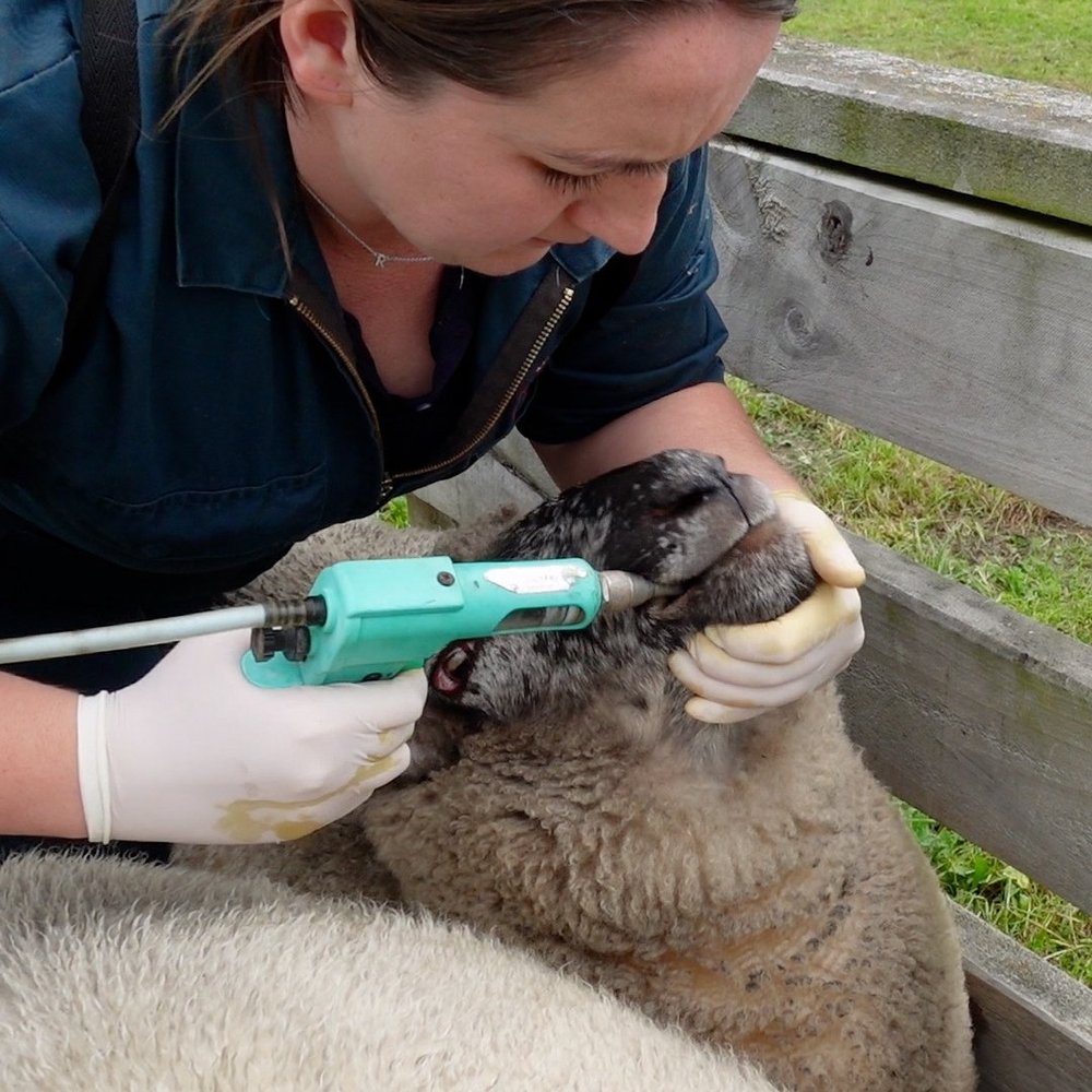 Farm Animal Health: Goats & Kids — Rangiora Vet Centre